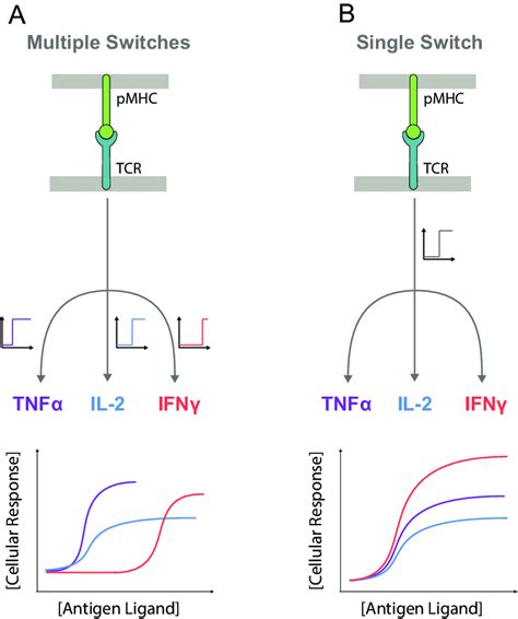 Phenotypic Models For Pmhc Antigen Induced Digital Tcr Signalling