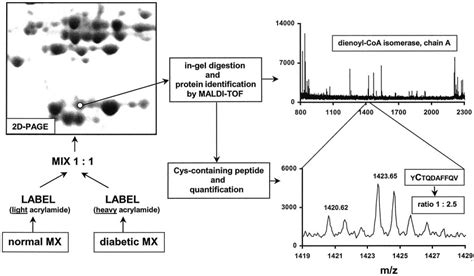 Scheme Describing Simultaneous Identification And Relative Download Scientific Diagram