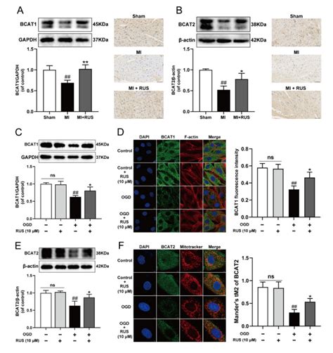 Ruscogenin Alleviates Myocardial Ischemia Induced Ferroptosis Through