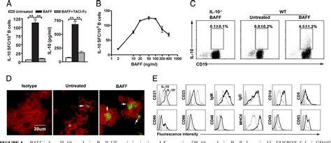 Figure 1 From Novel Function Of B Cell Activating Factor In The