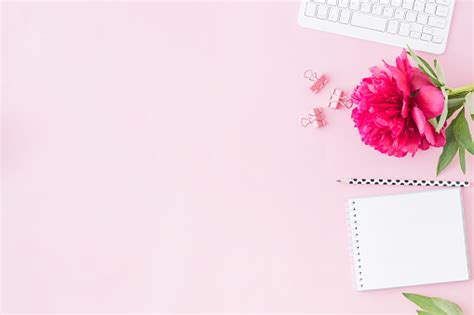 평면 레이 블로거 또는 프리랜서 작업 공간 노트북 키보드 분홍색 배경에 붉은 모란 0명에 대한 스톡 사진 및 기타 이미지 0명 꼭대기 꽃 식물 Istock
