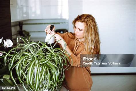 금발의 젊은 여성은 집에서 식물에 물을 뿌리고 녹색 꽃잎에 물을 뿌리고 현대 부엌에서 물을 뿌립니다 주부는 집을 정리하고 국내 꽃을 돌 봅니다 환경 친화적 인 집 개념 40