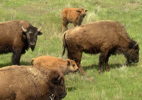 Bison