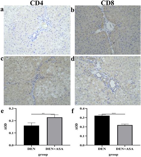 Ihc Staining Of Cd4 And Cd8 In Liver Tissues Of Rats In Different