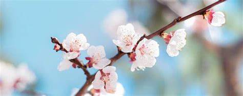 桃树杏树什么季节开花 养花技巧 长景园林网