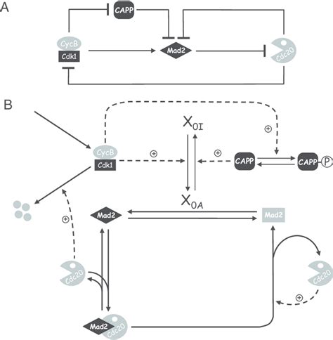The Network Controlling Anaphase Progression A Influence Diagram P