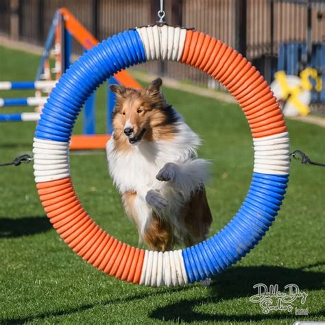Dahlie Dog Studios Dahliedogstudios • Instagram Photos And Videos