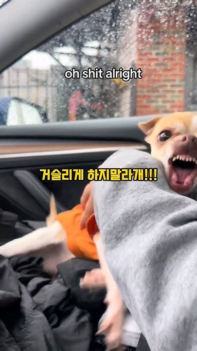 귀엽고 무서운 이중인격 강아지강아지 Youtube