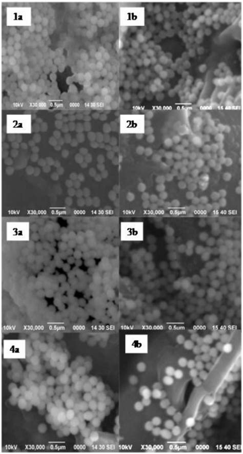 Sem Micrographs Of Cellulosicsio 2 Nanocomposites After Being