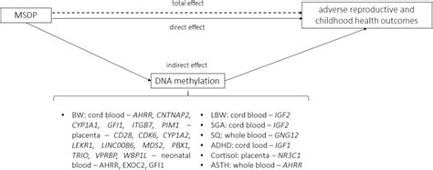 Mediation Analysis The Total Effect Of Anysustained Maternal During Download Scientific