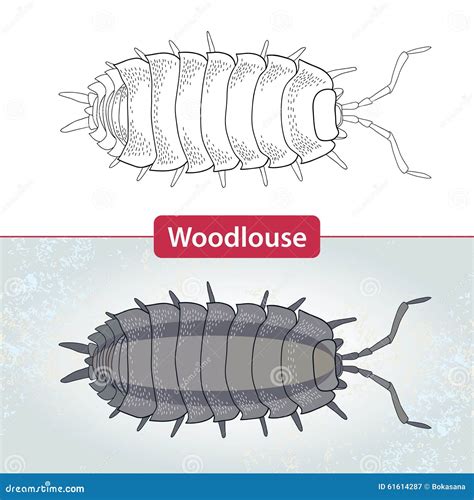 Woodlouse Or Armadillo Bug On White And On The Textured Gray Background