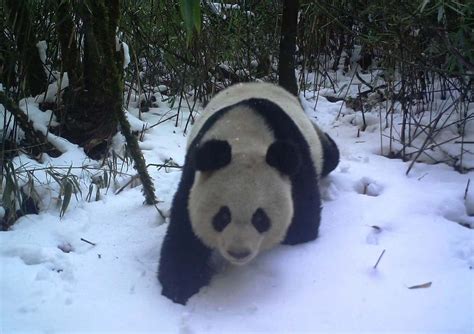 1864 Giant Pandas Left In The Wild