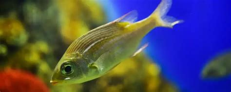 觀賞魚爛尾爛鰭爛鱗用什麼藥，爛尾病怎麼治療 養魚知識 老資料網
