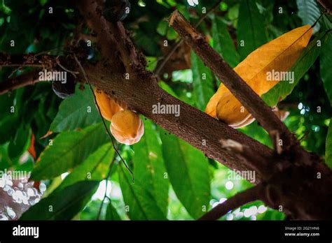Cocoa Bean Growing On A Tree In The Tropical Greenhouse Stock Photo Alamy