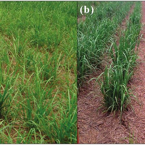 Pdf Algorithm For Variable Rate Nitrogen Application In Sugarcane