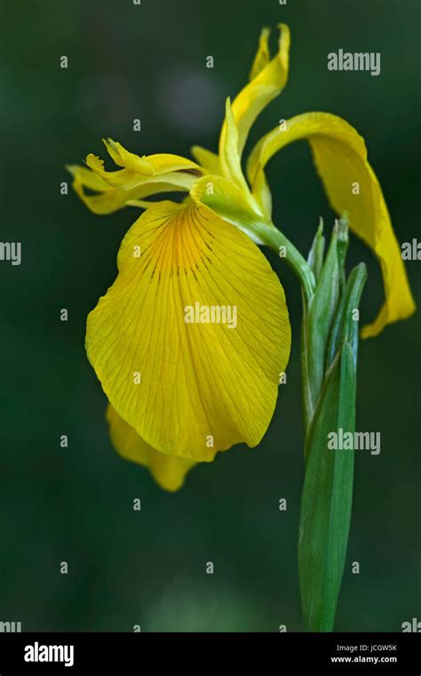 Yellow Flag Iris Stock Photo Alamy