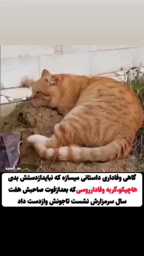Sangi4u ‎ ️وقتی ازاحساسات حیوانات گفته میشه غالباً میگن حیوان کجا ــــــــــــ واحساسات