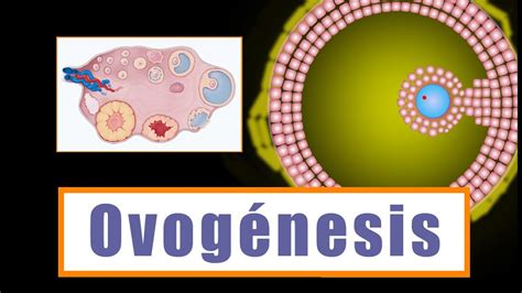 Ovogénesis Y Desarrollo Folicular ¿cómo Se Forman Los Ovocitos Youtube