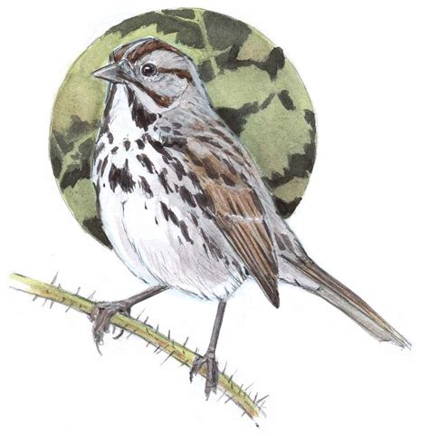 18 Best Images About Drawing John Muir Laws On Pinterest Sketching