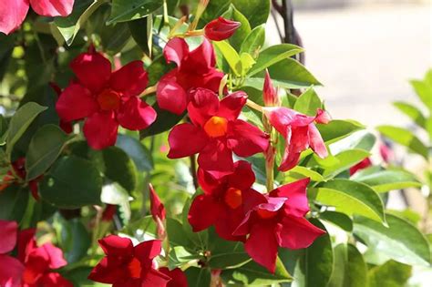 Enredaderas Con Flores Clematis Glicina Jazmín Y Más TeleFlor