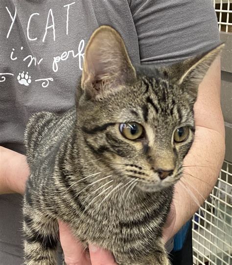 Eclipse Care Cat Adoption And Rescue Efforts