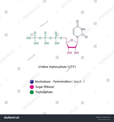 Uridine Triphosphate Utp Skeletal Structure Schematic Stock Vector Royalty Free 2495361851