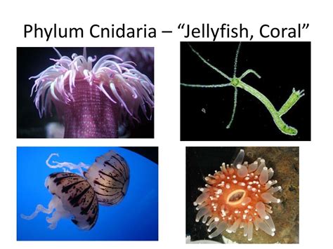 Ppt Kingdom Animalia Powerpoint Presentation Free Download Id2265974