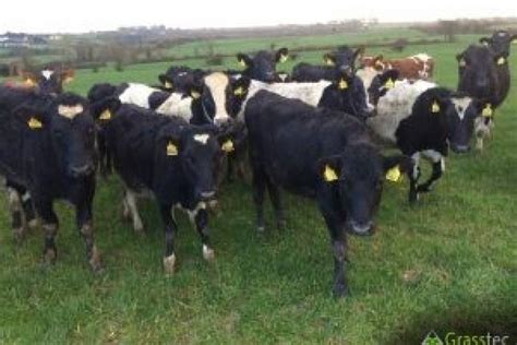 85 Holstein Friesian Jersey Cross Breeding Dairy Females Heifers