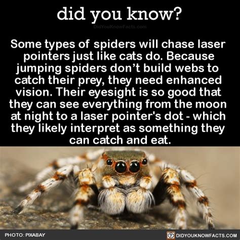 Some Types Of Spiders Will Chase Laser Pointers Did You Know