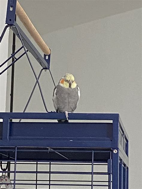 Crunching The Beak On A Windy Day He Has Another Foot But Hes A