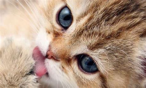 Kitten Fur Types Chart