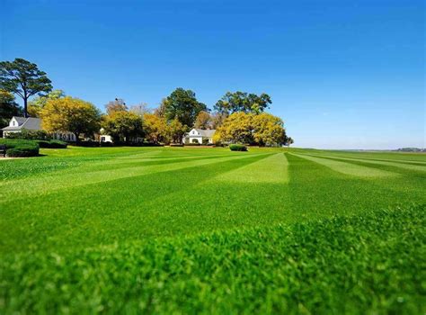 Hancocks Common Bermuda Grass Seed Raw And Hulled 5 Lbs — 🛍️ The