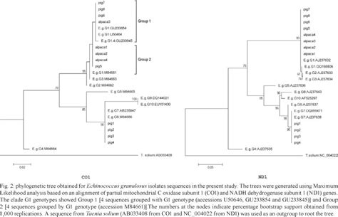 Memórias Do Instituto Oswaldo Cruz Echinococcus Granulosus Genotypes