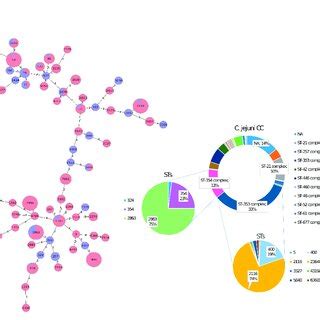 Minimum Spanning Tree MST Generated For C Jejuni Isolates Using The