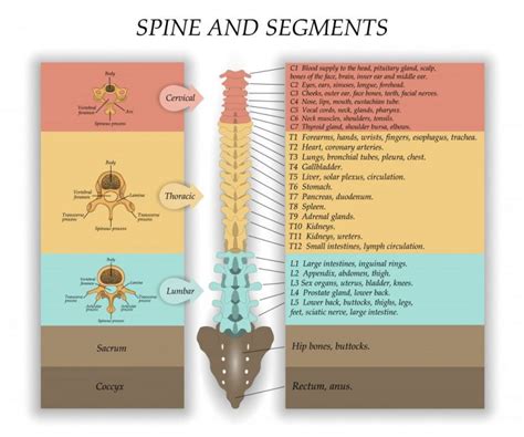A Patients Simple Understanding Of Sciatica Radicular Pain And