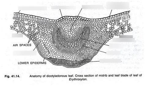 Privet Leaf Diagram Quizlet