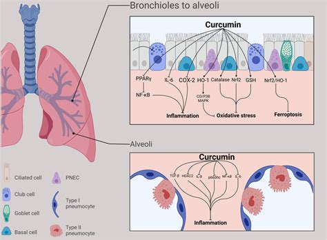Curcumins Effects On Signaling Pathways Download Scientific Diagram