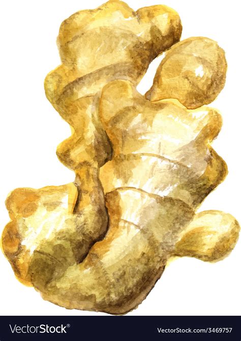 Ginger Royalty Free Vector Image Vectorstock