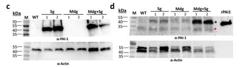 2024 Scientific Publication Requirements For Western Blots And Gels