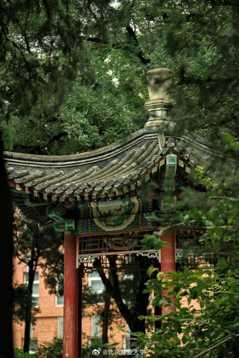 Beijing Forestry University Program Tuition And Campus Life Apply