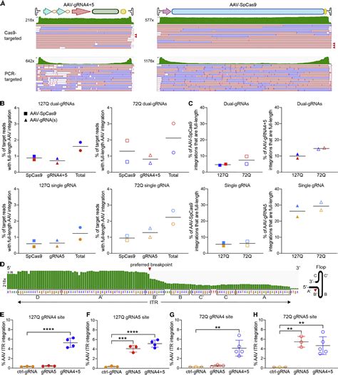 Targeted Long Read Sequencing Captures Crispr Editing And Aav Integration Outcomes In Brain