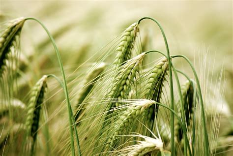 Зеленые колосья пшеницы крупным планом обои для рабочего стола картинки фото