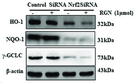 Effect Of Nrf2 Knockdown On Rgn Mediated Ho 1 Nqo 1 And γ Gclc Download Scientific Diagram