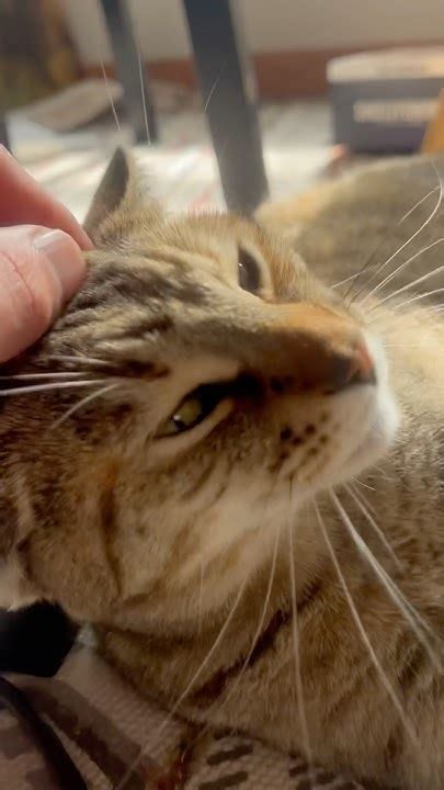 Kiki Eepy🐱 Cats Cute Catshorts Youtube