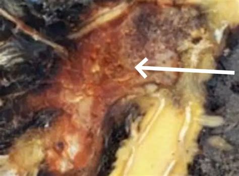 Defeating Phytophthora Cactorum Organic Strategies For Healthy