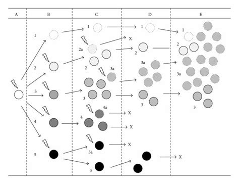 Simplified Schematics Of Clonal Evolution In Leukemia According To