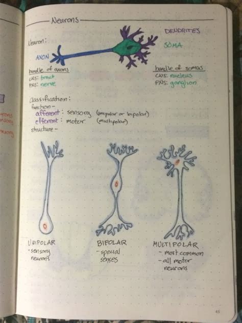 Neurons Medical School Essentials Medical School Stuff Medical School Studying