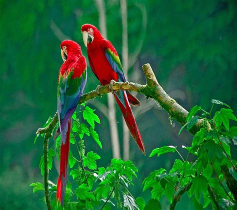 Love Birds Hd Images With Es