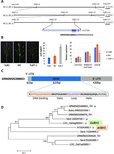 Fine Mapping Of Maize Zmibh1 1 A Summary Of The Fine Mapping Download Scientific Diagram
