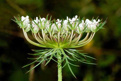 Types Of Flower With Pictures And Examples Free Botany Lesson
